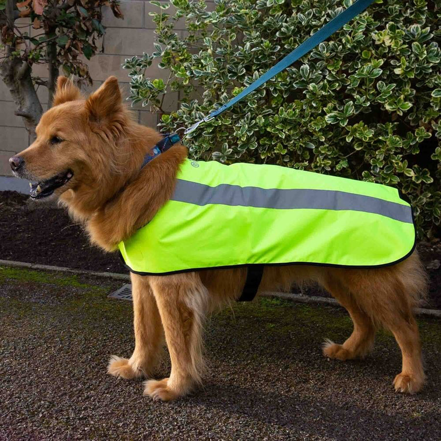 Classic High Visibility Waterproof Dog Coat by Proviz | AcitveEquip ...